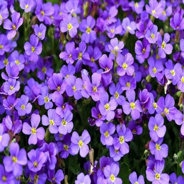 Kis Lech Stawski – La Paloma | Tekst piosenki, tłumaczenie, tekstowo i ...